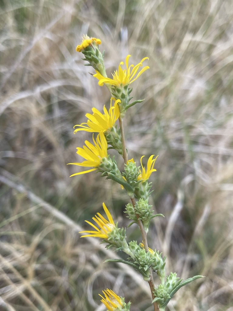 clustered goldenweed from Inyo, California, United States on July 31 ...