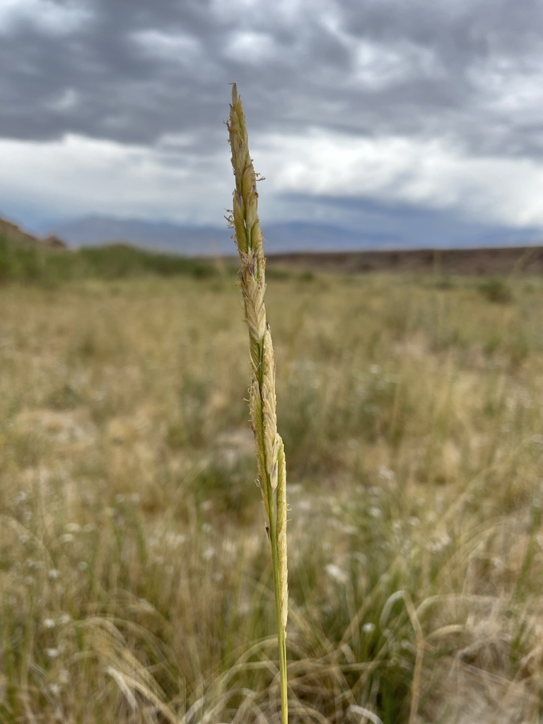 alkali cord grass from Inyo, California, United States on July 31, 2022 ...