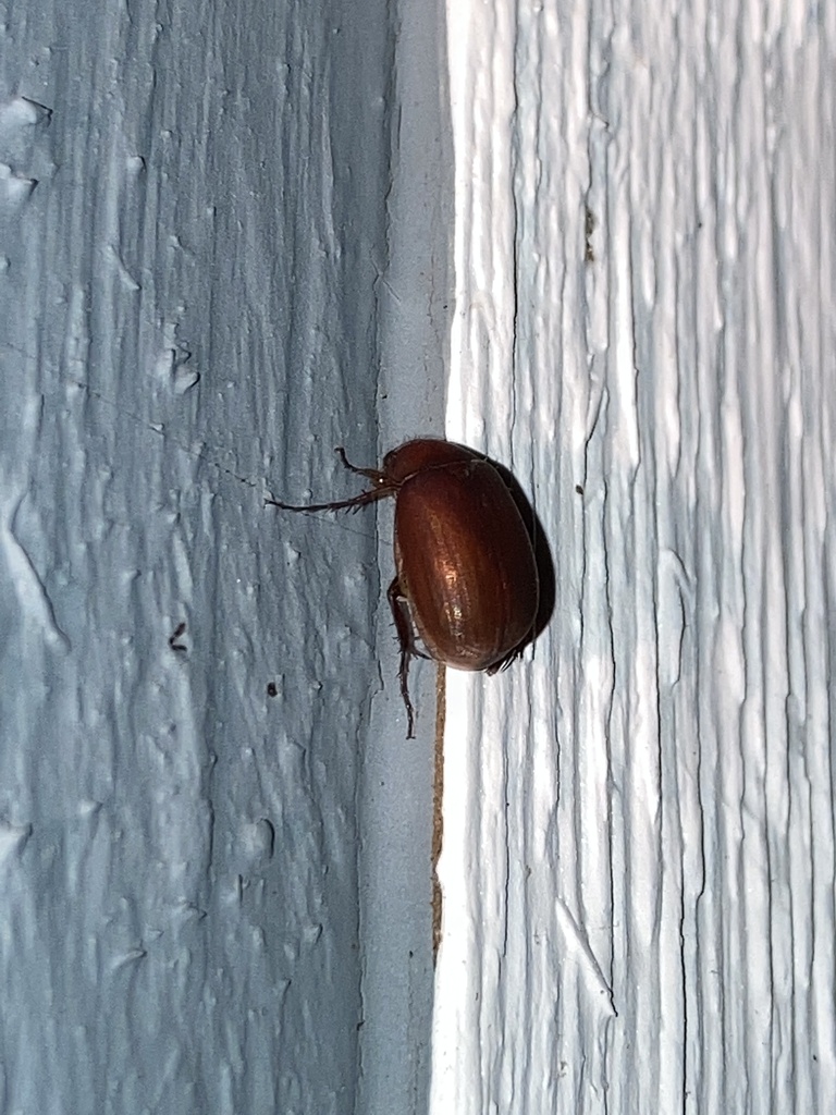 Asiatic Garden Beetle from N Ridge Rd, McHenry, MD, US on August 03 ...