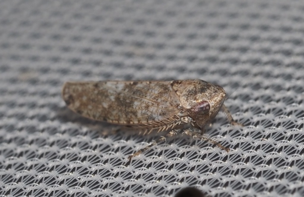 Paraphlepsius from Somerset County, MD, USA on July 22, 2022 at 09:23 ...