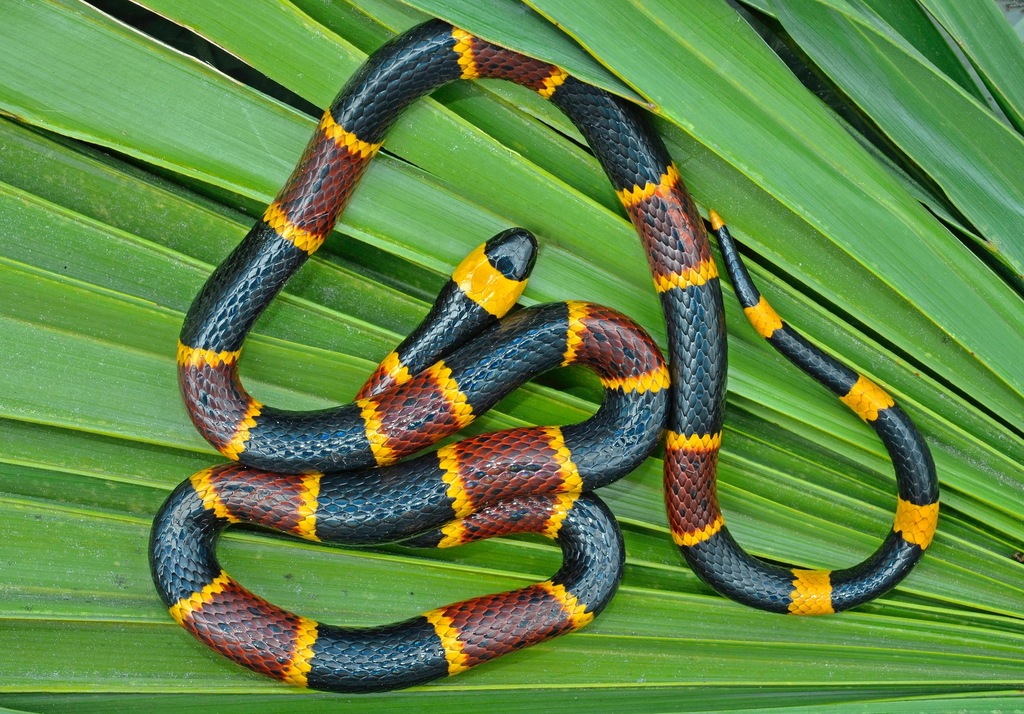 Eastern Coralsnake from Victoria Gardens, DeLand, FL 32724, USA on ...