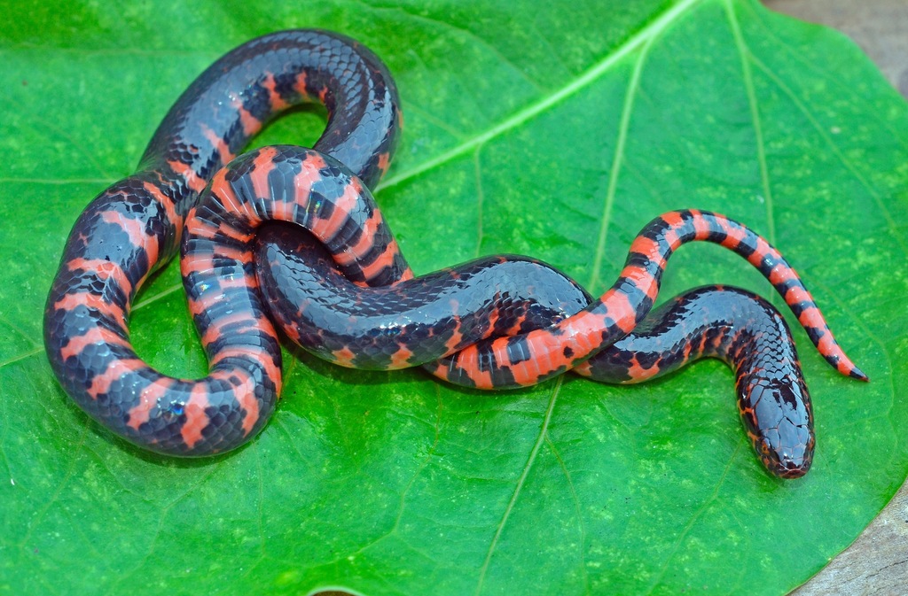 Eastern Mudsnake from Rima Ridge Road, Tiger Bay State Forest, Florida ...