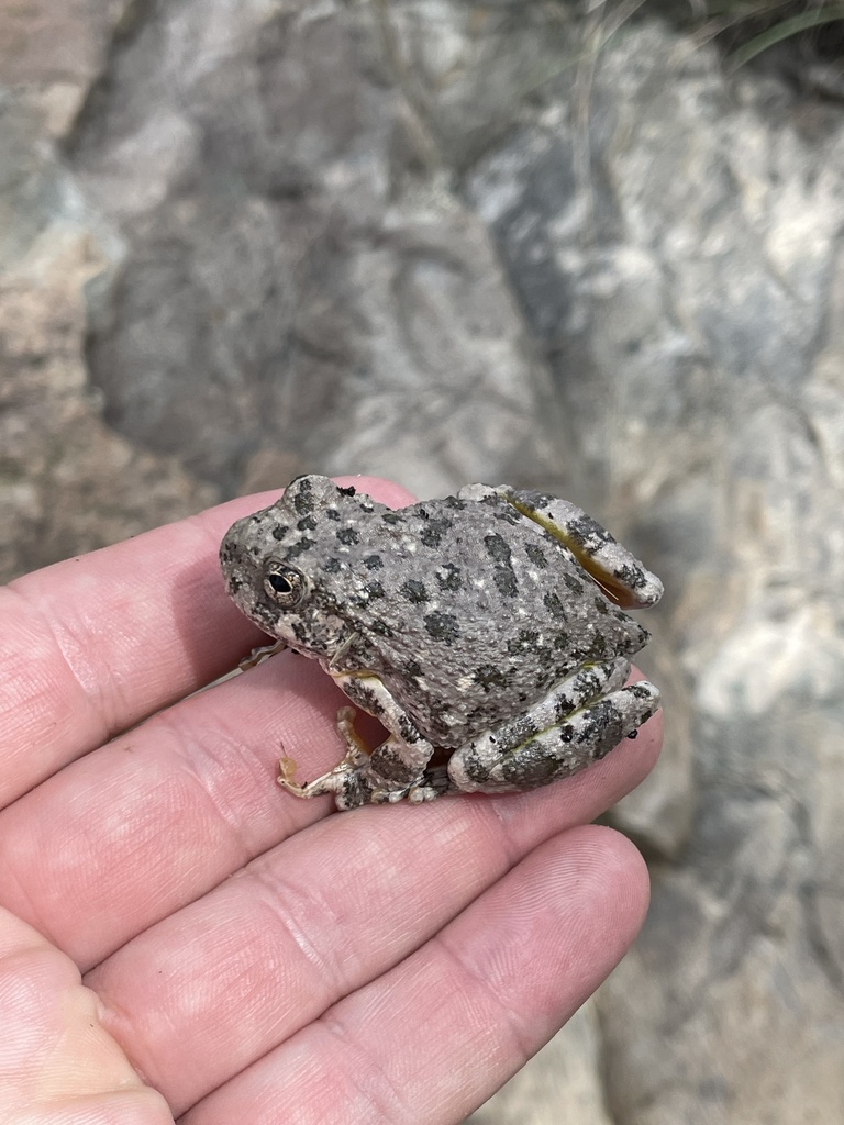 Canyon Tree Frog in August 2022 by Drew R. Davis, Ph.D. · iNaturalist