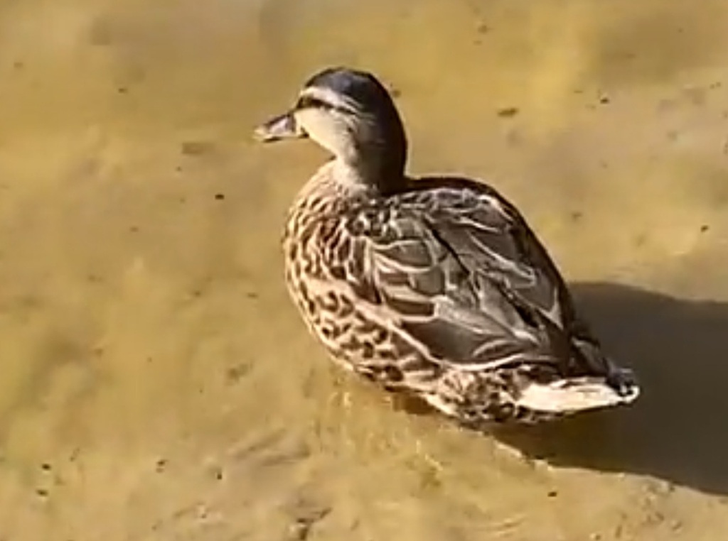 Mallard from Schuylkill County, PA, USA on August 03, 2022 at 04:37 PM ...
