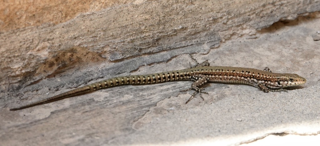 Green Iberian Wall Lizard from Alta da Cidade, 3000 Coimbra, Portugal ...