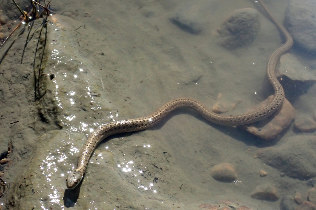 Western Terrestrial Garter Snake from Deer Forks No. 232, SK, Canada on ...