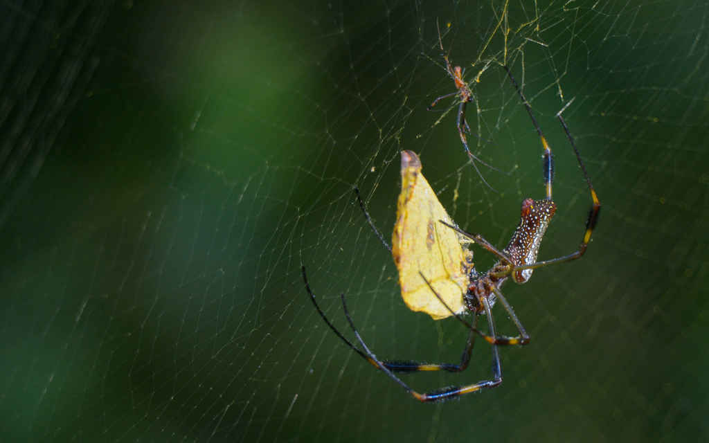 Golden Silk Spider from Felipe Carrillo Puerto, Q.R., México on July 30 ...