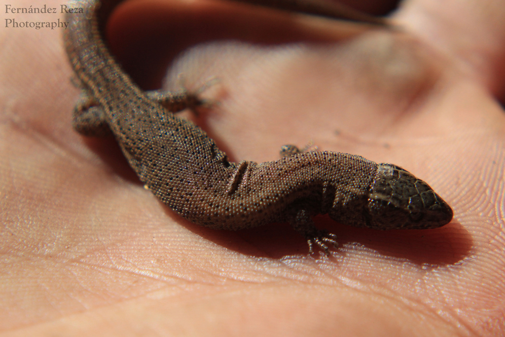 Baja California Night Lizard from La Paz, B.C.S., México on December 05 ...