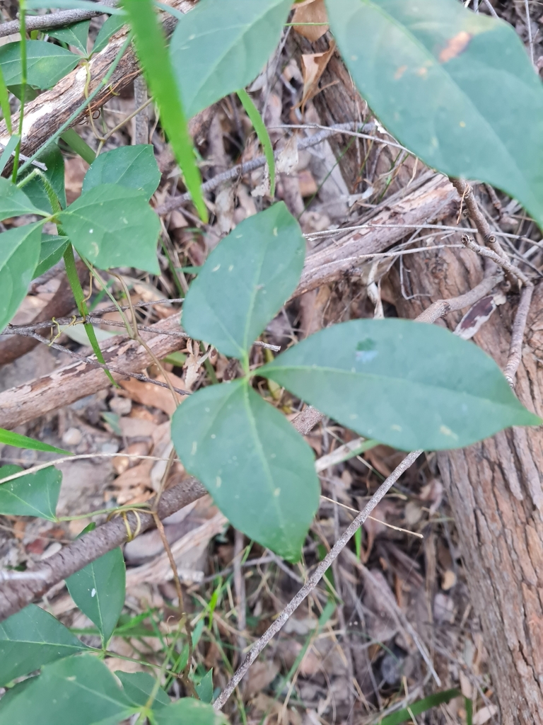 Pepper Vine from Springwood QLD 4127, Australia on August 3, 2022 at 08 ...
