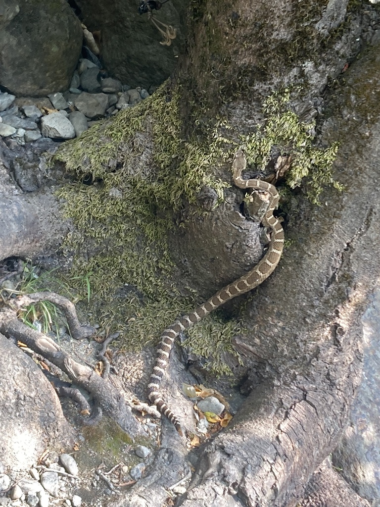 Northern Pacific Rattlesnake from Middle Fork Smith River, Gasquet, CA ...
