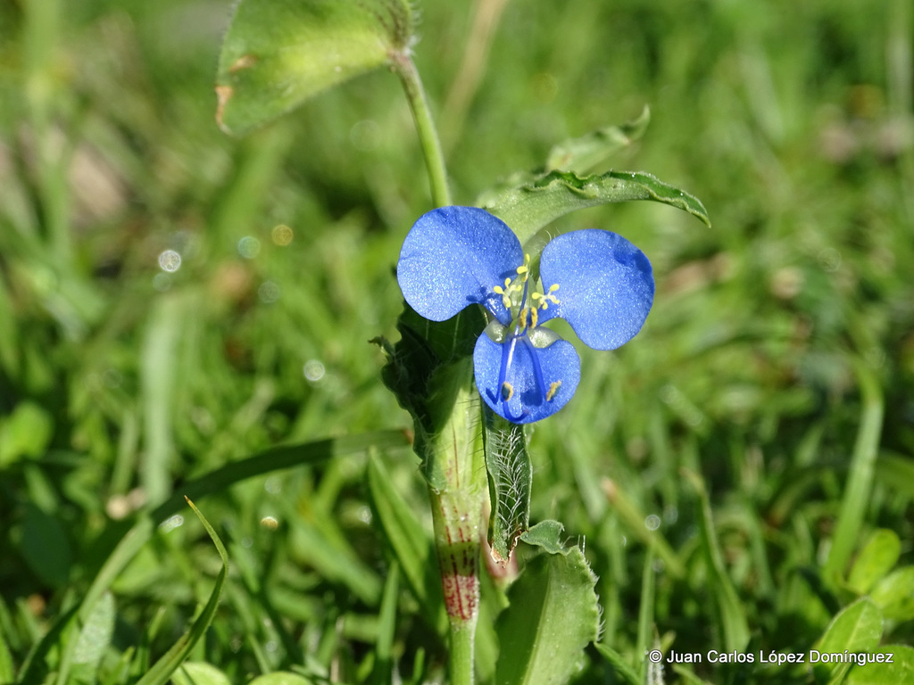Blue Spiderwort from Jardín Botánico Tizatlán on July 26, 2015 at 08:59 ...