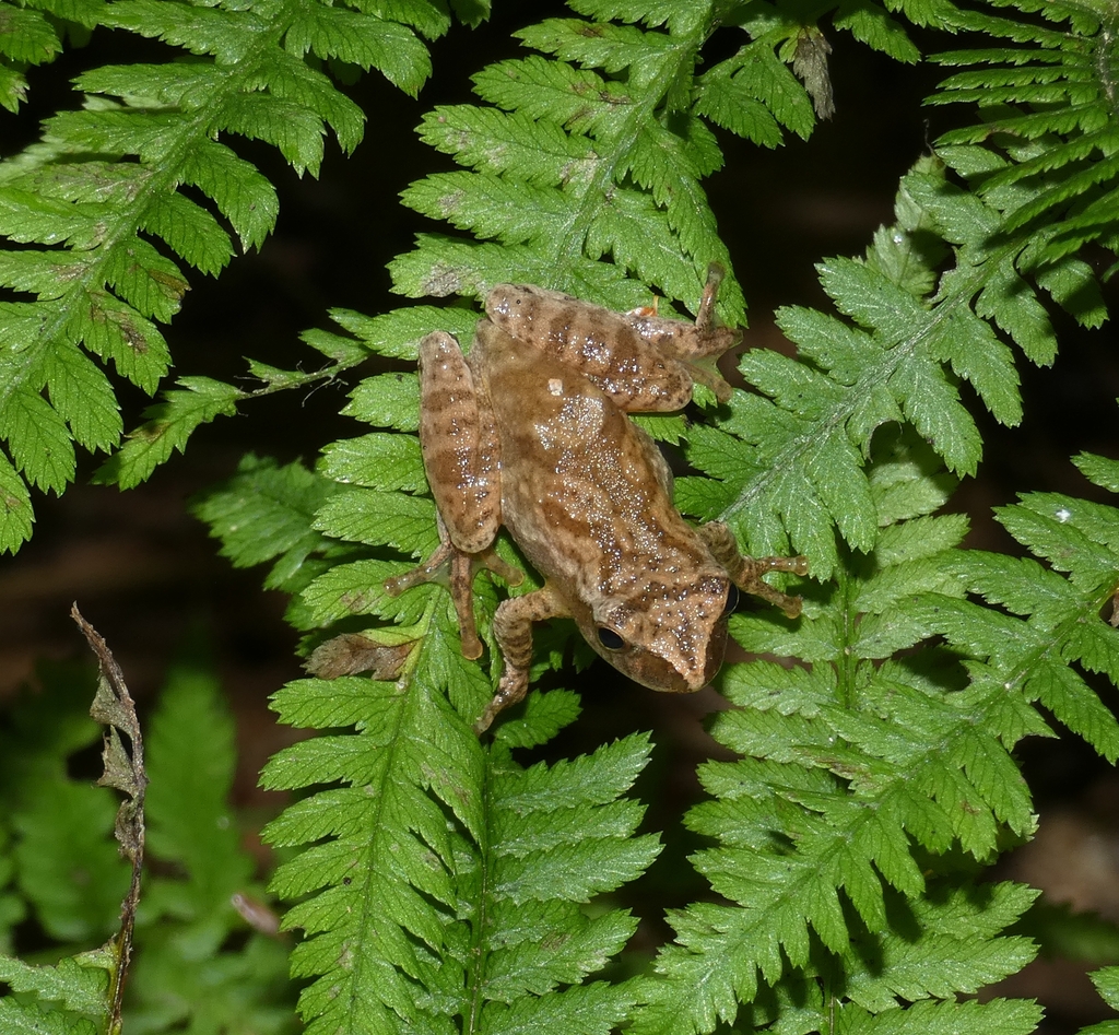 Spring Peeper from Langlade County, WI, USA on July 25, 2022 at 04:52 ...