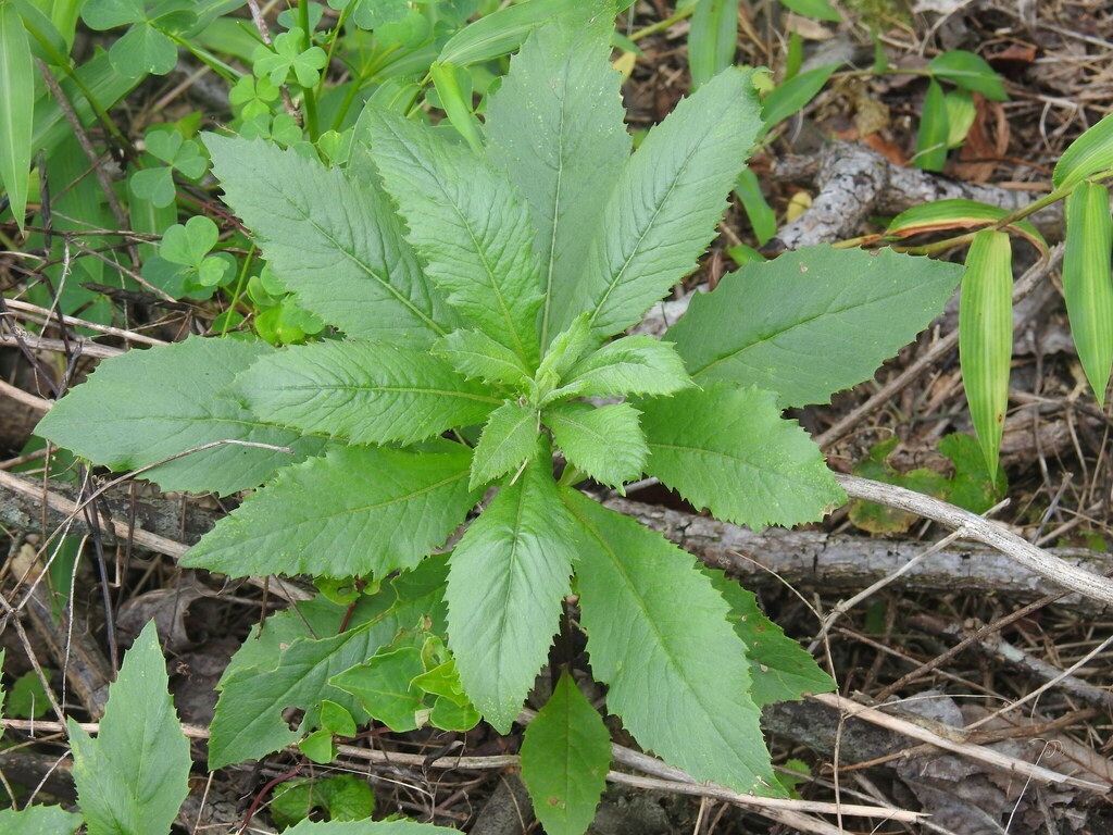 American burnweed from Possum Hollow Rd, Newark, DE 19711, USA on July ...