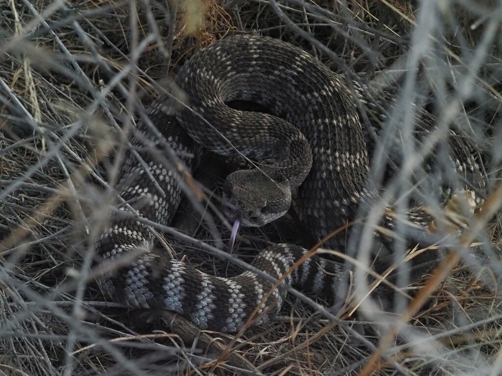 Southern Pacific Rattlesnake from Sierra Madre, CA 91024, USA on August ...