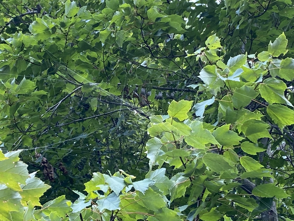 Joro Spider from Brook Run Dog Park, Dunwoody, GA, US on August 2, 2022 ...
