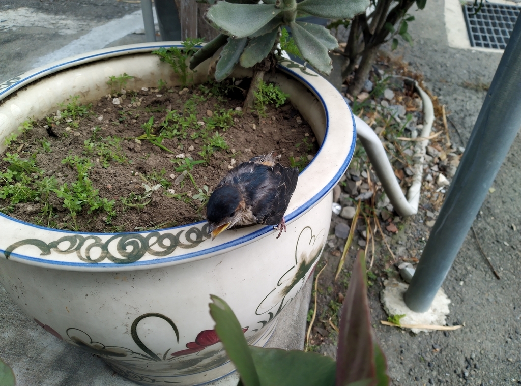 由 Tahic Kolas 於 2022年07月23日 14:17 在 542台灣南投縣草屯鎮南埔青宅巷口 所記錄的 赤腰燕 · 愛自然-臺灣 ...