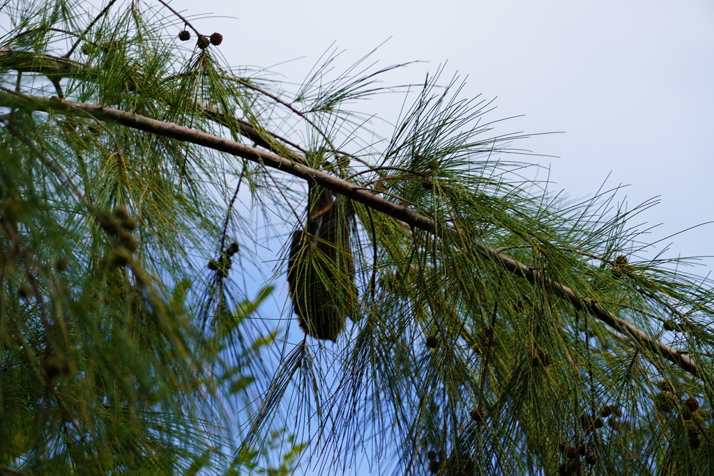 Rodrigues Flying-fox in July 2022 by Pierre-Louis Stenger · iNaturalist