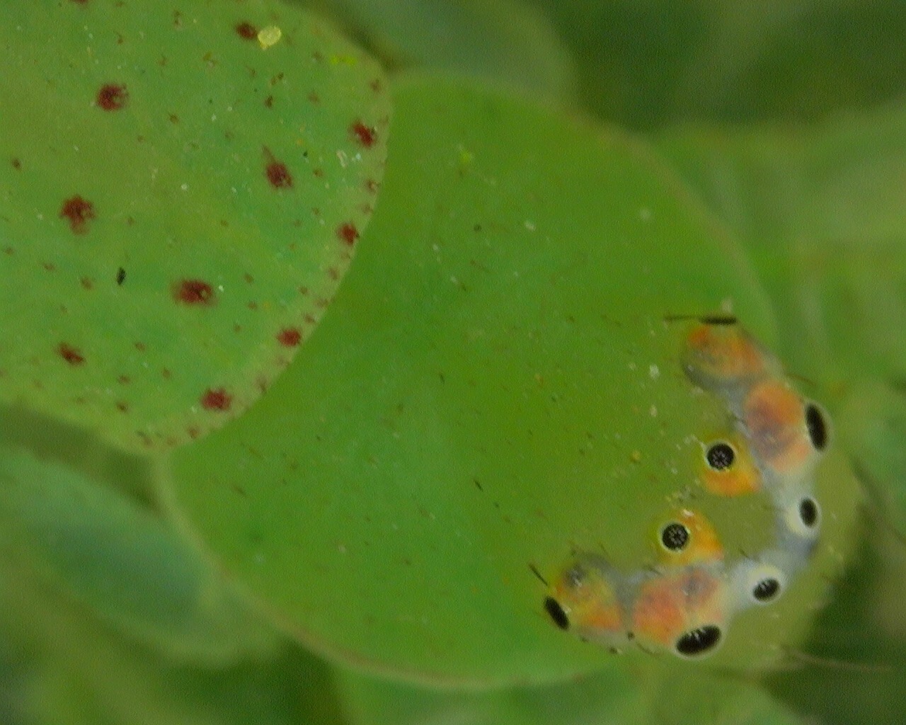 Cetratus rubropunctatus (Rainbow, 1920)