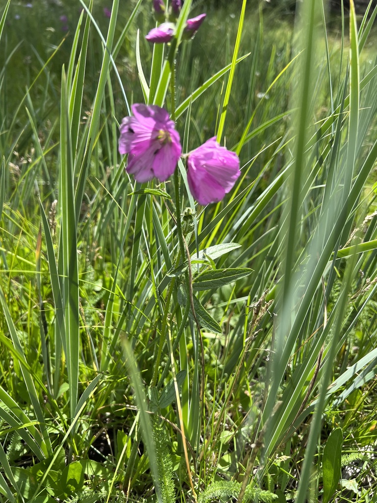 salt spring checkerbloom from Apache-Sitgreaves National Forests, Greer, AZ, US on August 03 ...