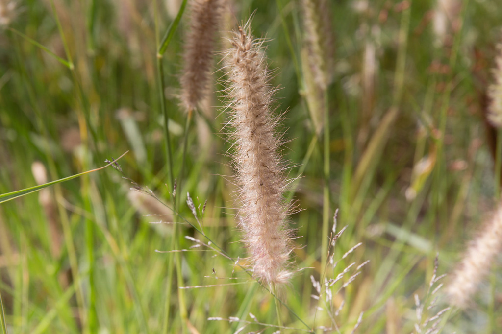 buffelgrass (Cenchrus ciliaris) - Botanical Realm