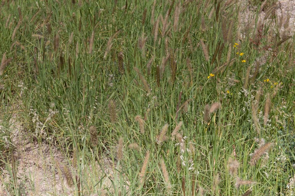 buffelgrass (Cenchrus ciliaris) - Botanical Realm