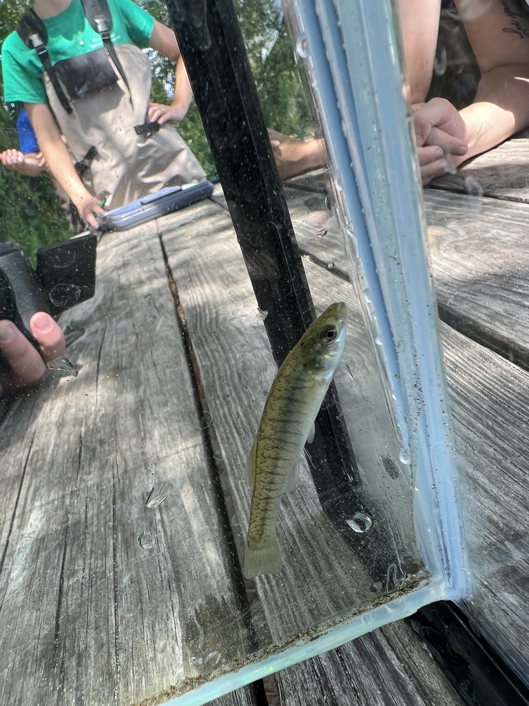 banded killifish from Erie, PA, US on August 03, 2022 at 01:41 PM by ...