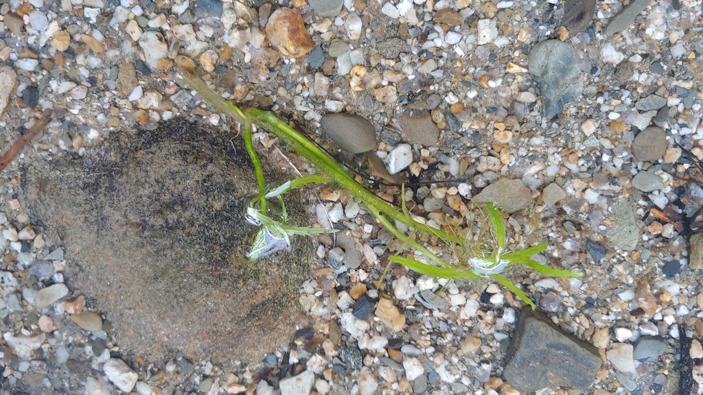 Water Marigold in July 2022 by Ryan Sorrells. ? · iNaturalist