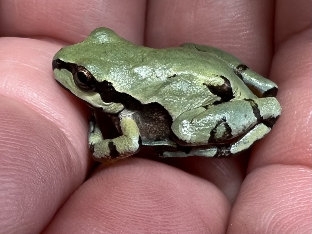 Arizona Tree Frog in August 2022 by Jewelwing66 · iNaturalist