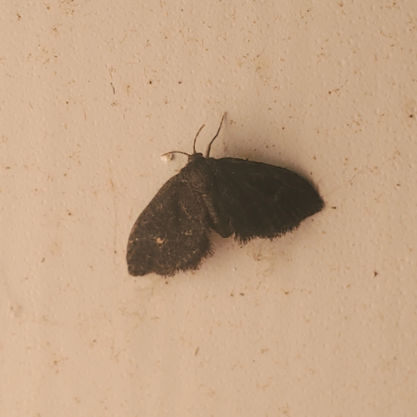 Epipyropidae