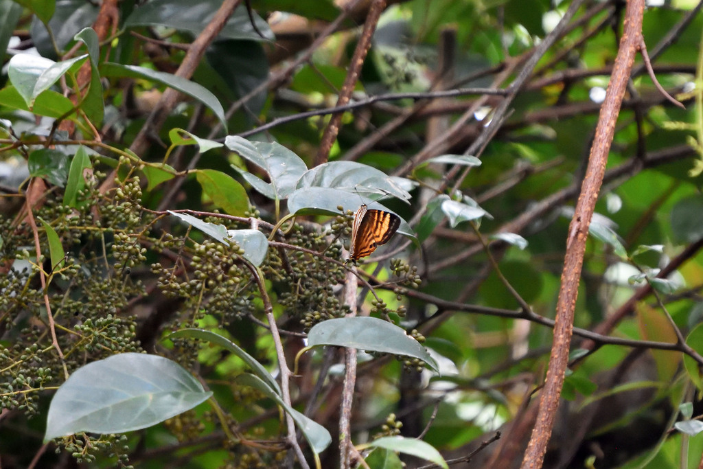 Kadazan Small Tiger from Mount Kinabalu, Ranau, Sabah, Malaysia on July ...