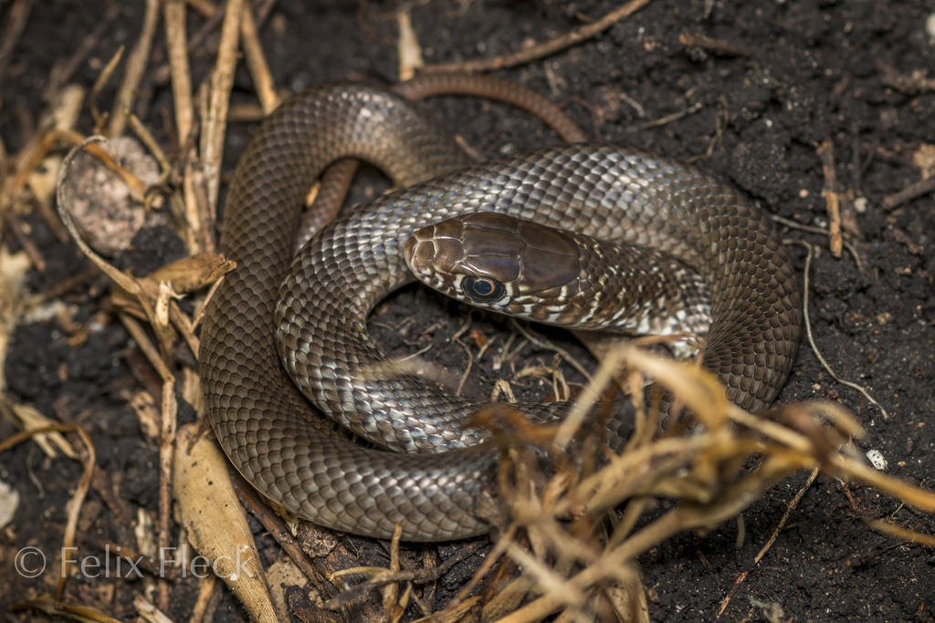 Neotropical Whip Snake from Querétaro, Mexico on July 24, 2018 at 09:03 ...