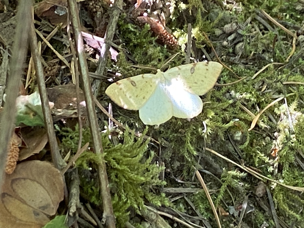 Sulphur Moth from Washington County, OR, USA on July 31, 2022 at 01:31 ...