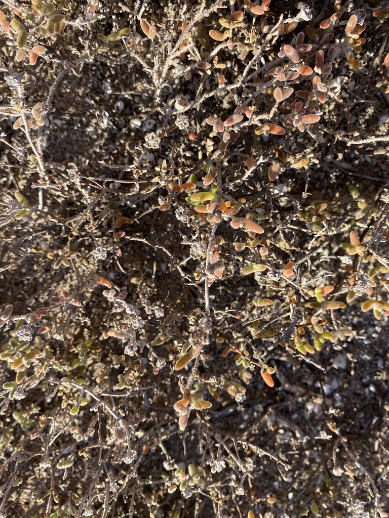 Stone plants from Jacobs Bay, South Africa on June 3, 2022 at 09:43 AM ...