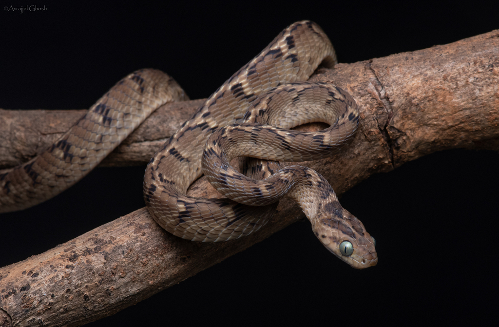 Common Cat Snake from Podapada, Odisha, India on June 27, 2022 at 07:37 ...