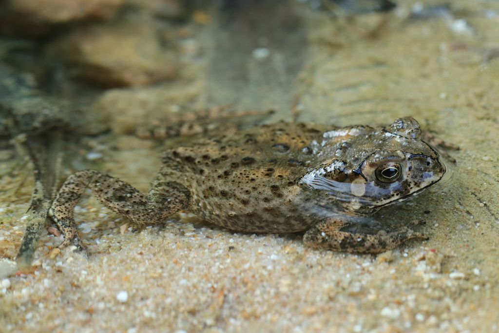 Asian Common Toad from 花都区, 广州市, 广东省, CN on August 01, 2022 at 05:34 PM ...