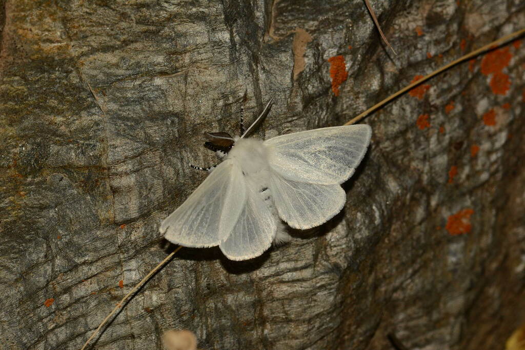 White Satin Moth from Чаткальский район, Киргизия on July 10, 2022 at ...