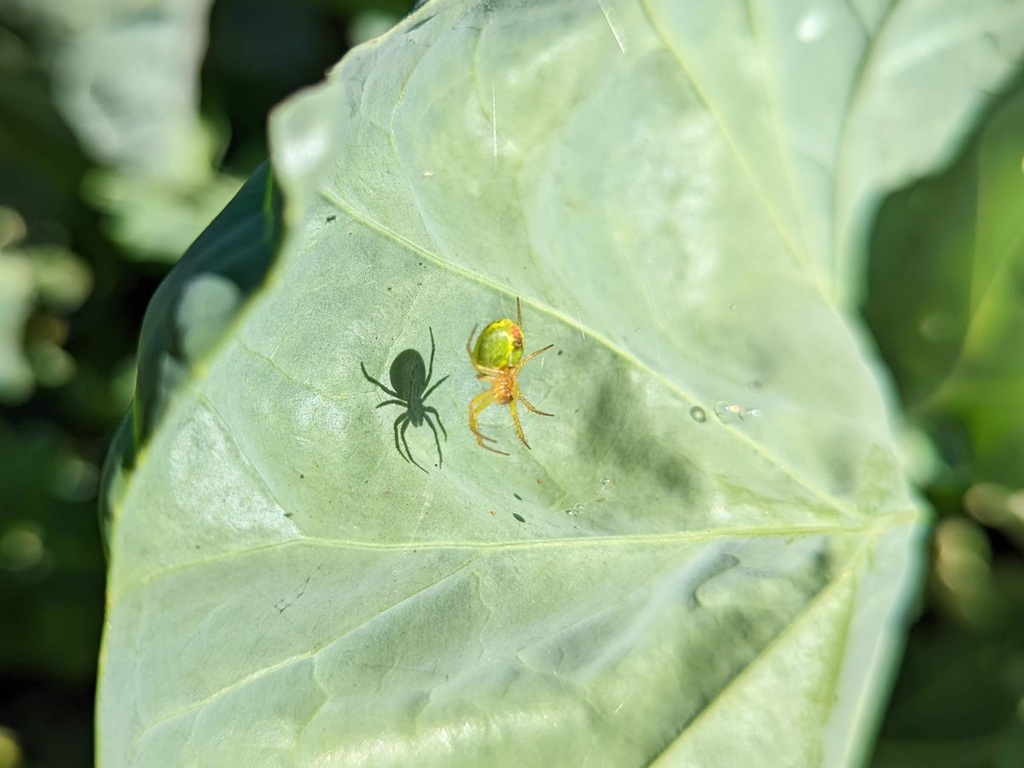 Cucumber Spiders from Neudorf, Ebensee, Austria on August 04, 2022 at ...