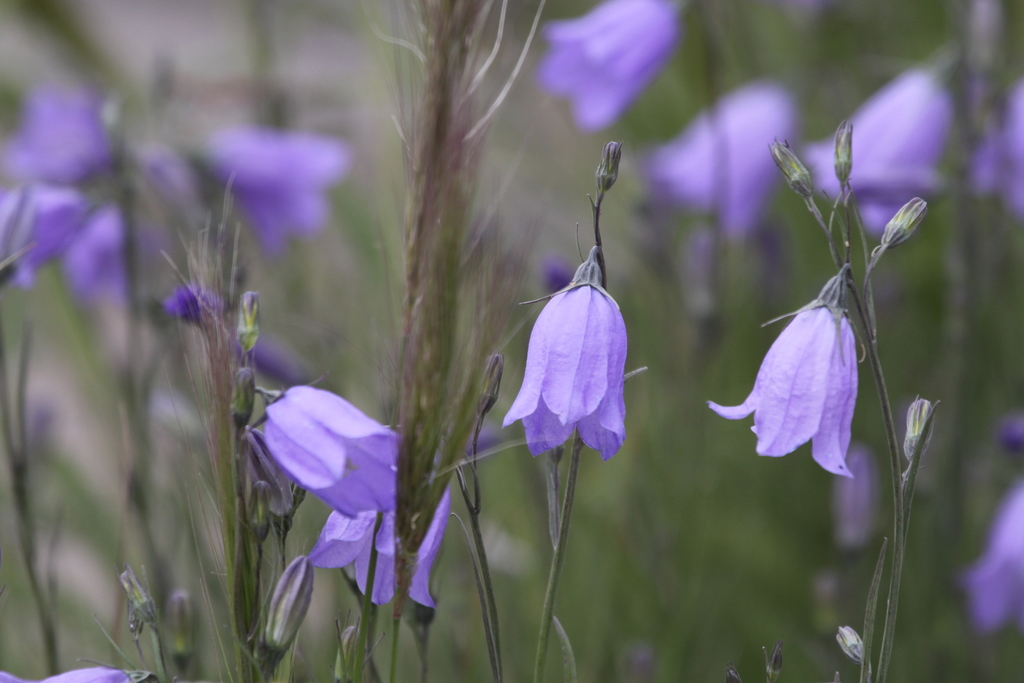 bellflower family (Campanulaceae (Harebell) of the Pacific Northwest ...