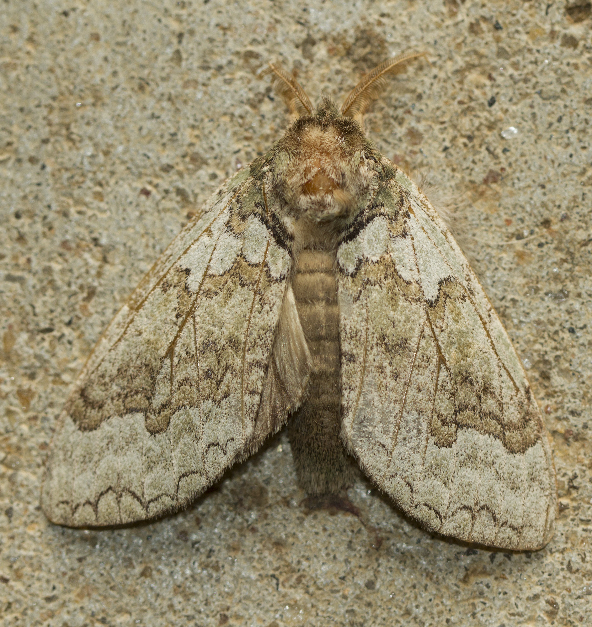 Netria viridescens Walker, 1855