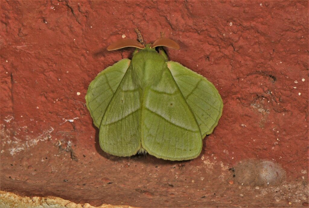 Trabala from Talavade, Maharashtra 415101, India on July 29, 2022 at 09 ...