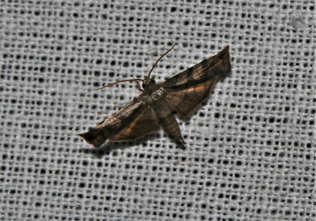 Window-winged Moths from Talavade, Maharashtra 415101, India on July 29 ...