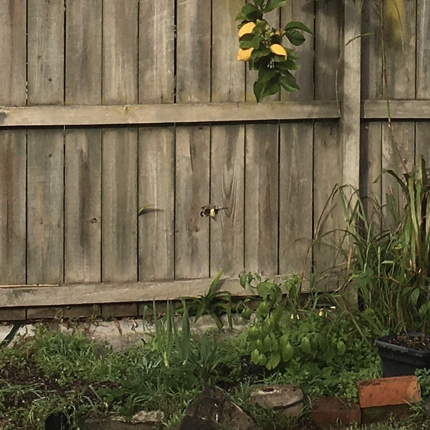 British Goldfinch from North Island, Auckland, Auckland, NZ on August ...