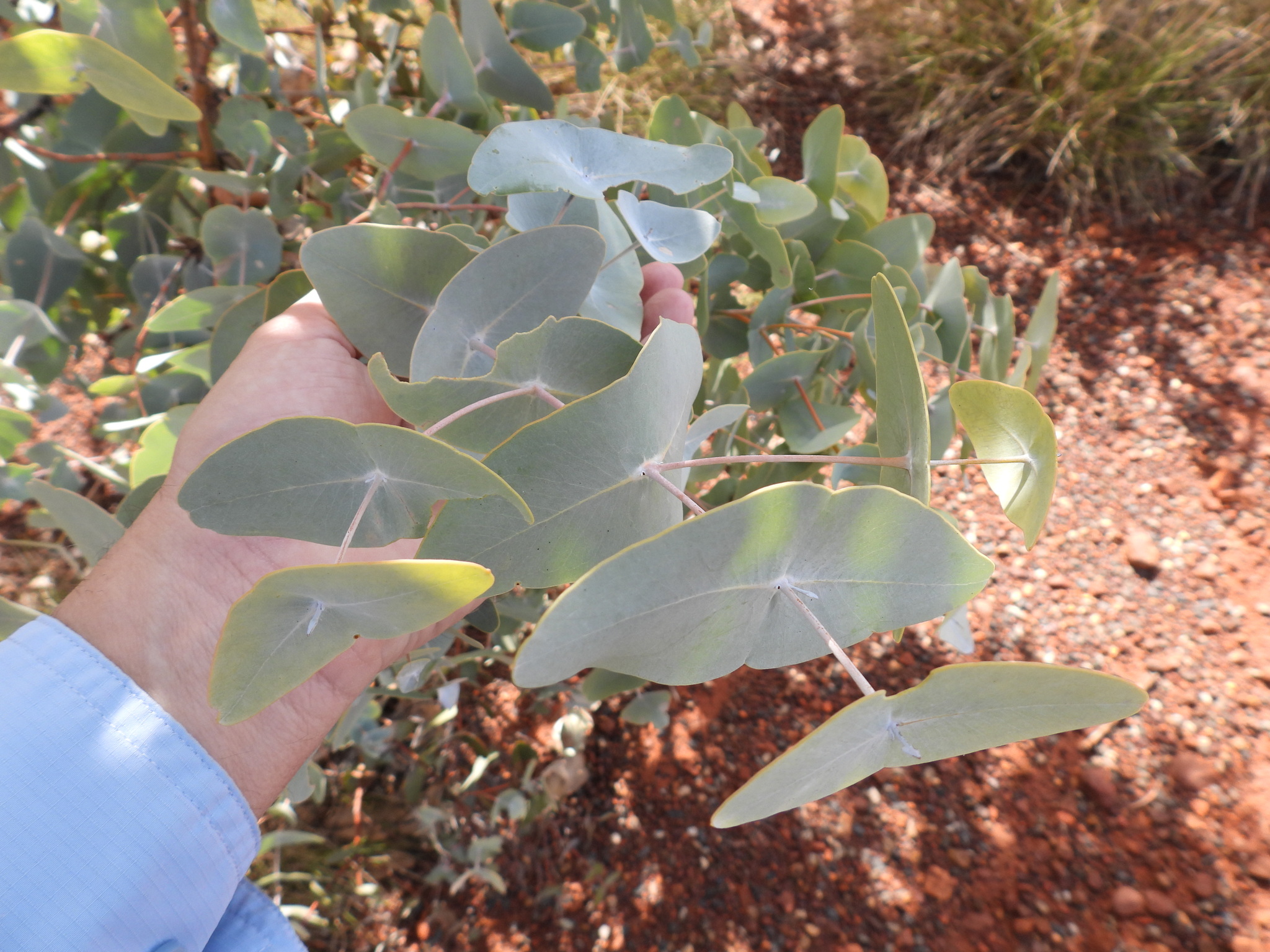Eucalyptus gamophylla F.Muell.