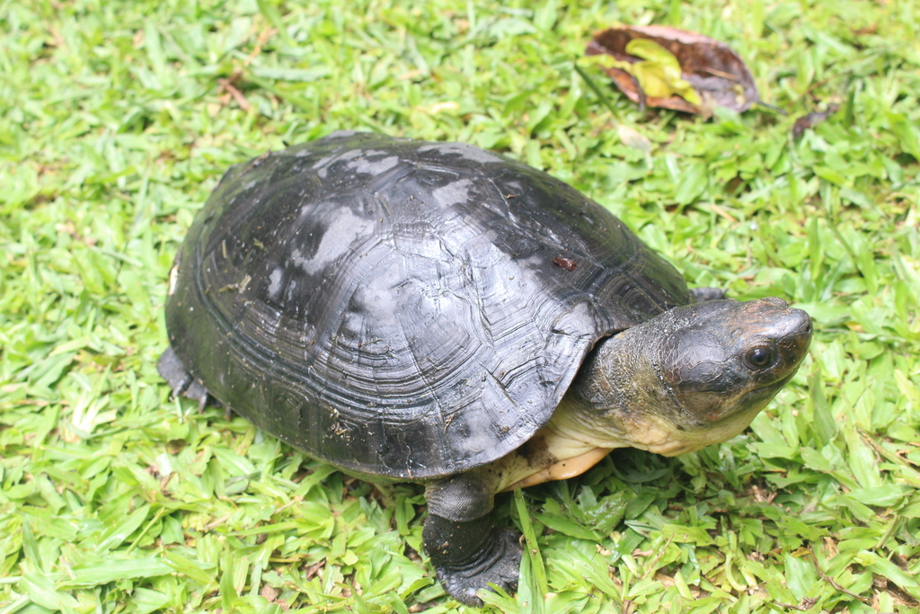 Malayan Giant Turtle in March 2018 by DENI PARLINDUNGAN. Biuku ...