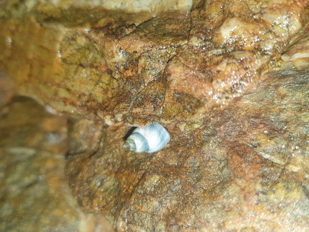 Little Blue Periwinkle from Australia on August 04, 2022 at 08:44 PM by ...