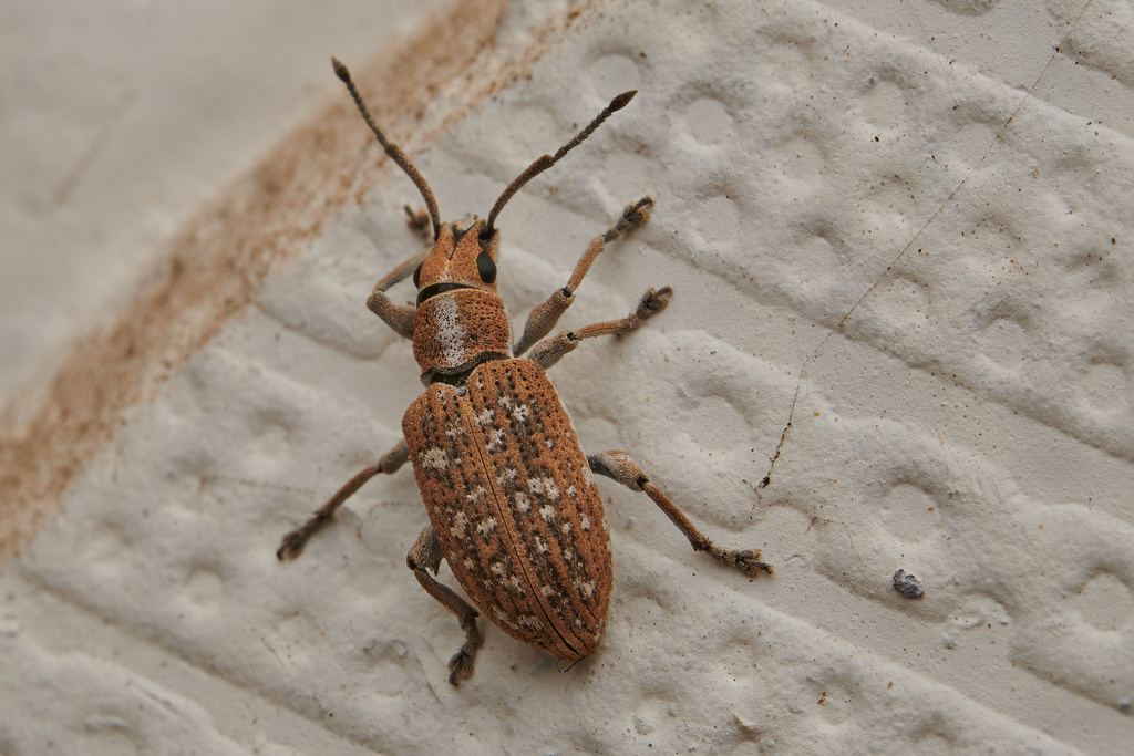 Myllocerus discolor from Bengaluru, Karnataka 560094, India on July 24 ...