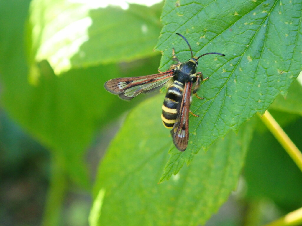 Raspberry clearwing moth from 61470 Saint-Aubin-de-Bonneval, France on ...