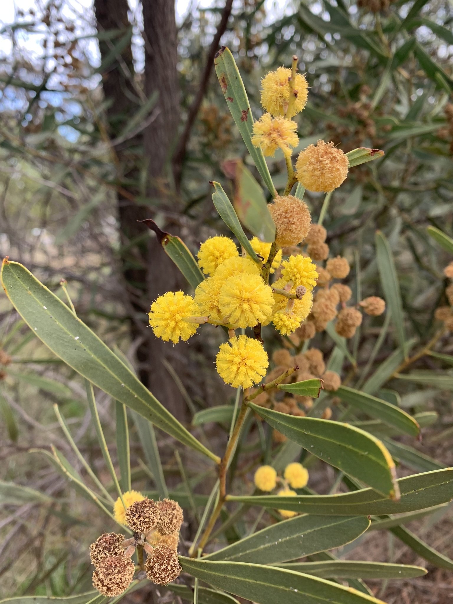 Acacia hakeoides A.Cunn. ex Benth.