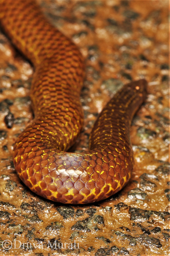 Phipson's Shieldtail in July 2022 by druva_murali · iNaturalist