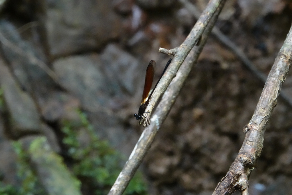 Euphaea from 27000 Kuala Tahan, Pahang, Malaysia on July 25, 2022 at 03 ...